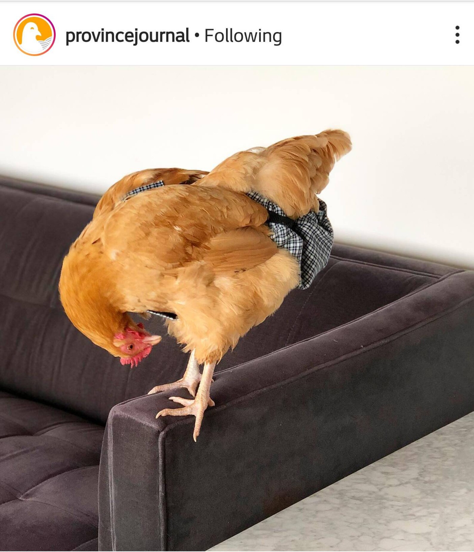 High Quality ORIGINAL Duck Chicken Goose Diaper Harness - Etsy