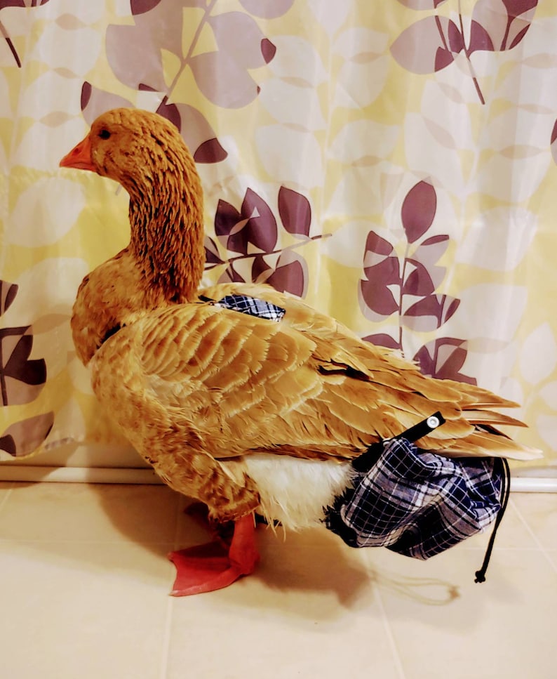 High Quality ORIGINAL Duck Chicken Goose Diaper Harness - Etsy