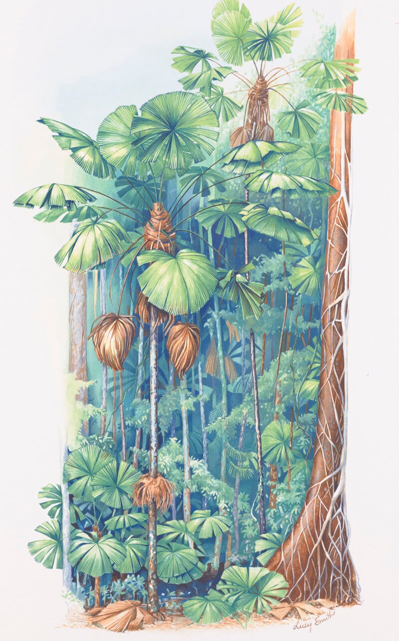 Botanical Postcards - Etsy