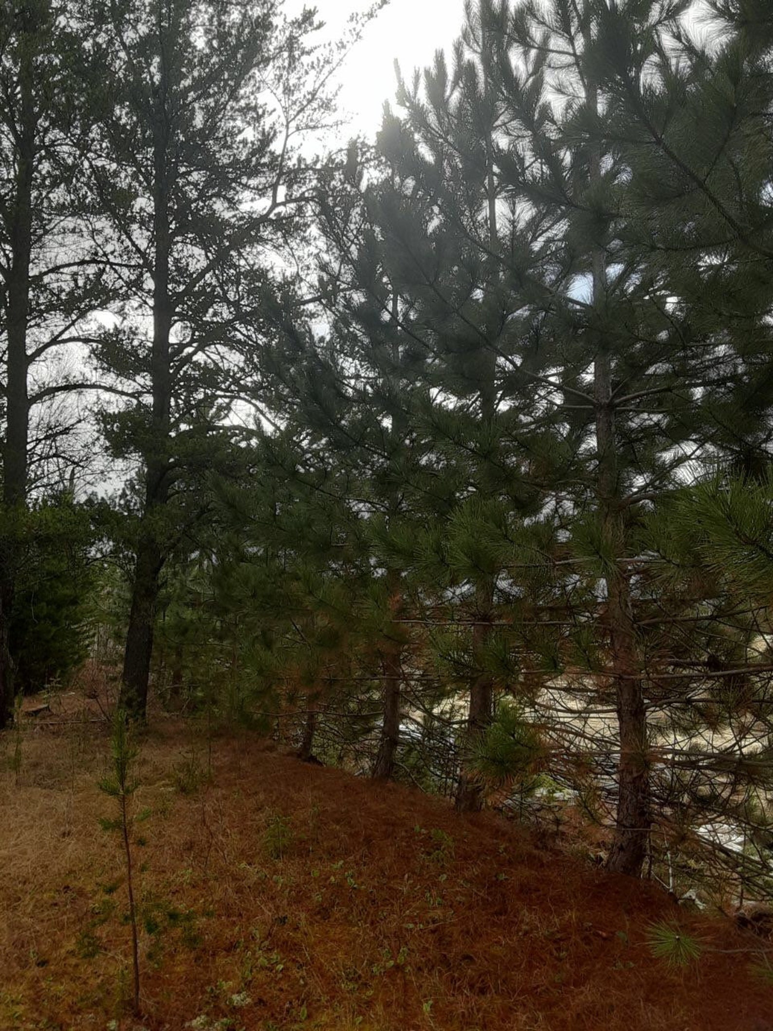 Canadian White Pine or Red Pine Needles (loose) From Northern Ontario ...