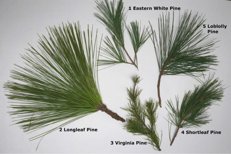 The Pine Needle Apothecary - Etsy