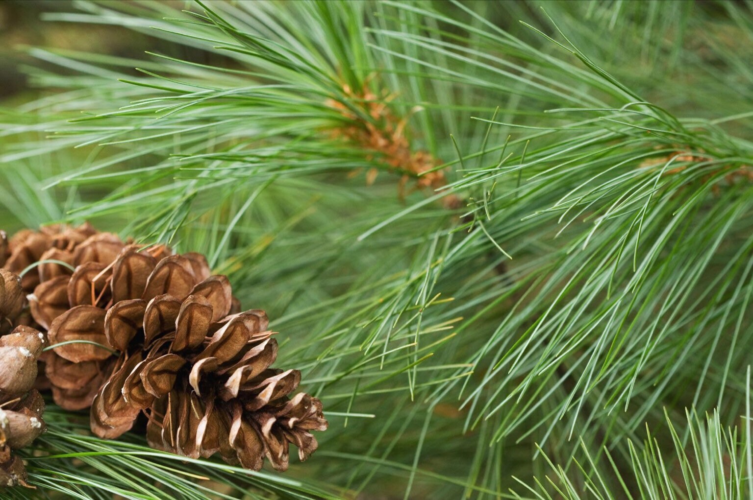 Canadian White Pine or Red Pine Needles (loose) From Northern Ontario ...
