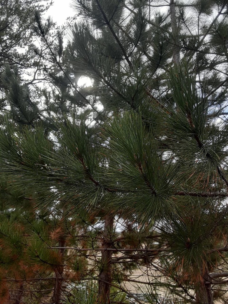 Canadian White Pine or Red Pine Needles (loose) From Northern Ontario ...