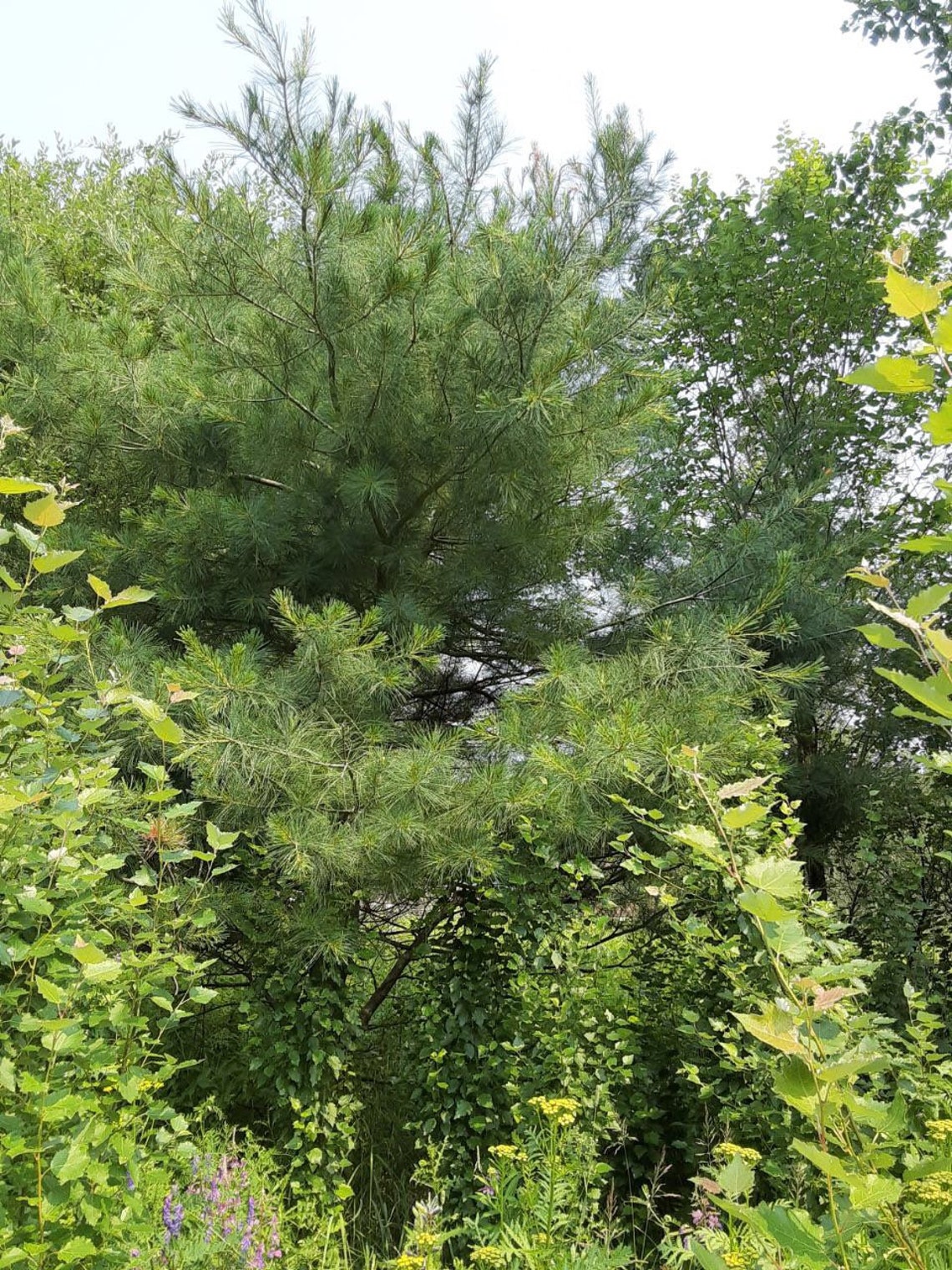 Canadian White Pine or Red Pine Needles (loose) From Northern Ontario ...