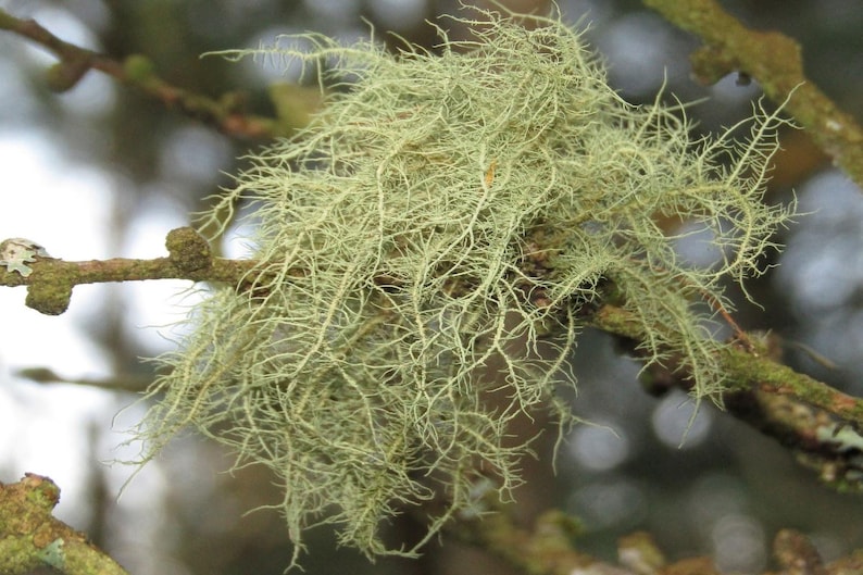 The Usnea Handbook - Etsy