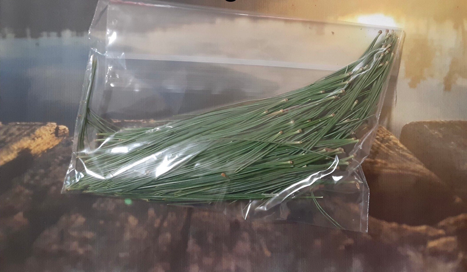 Canadian White Pine or Red Pine Needles (loose) From Northern Ontario ...