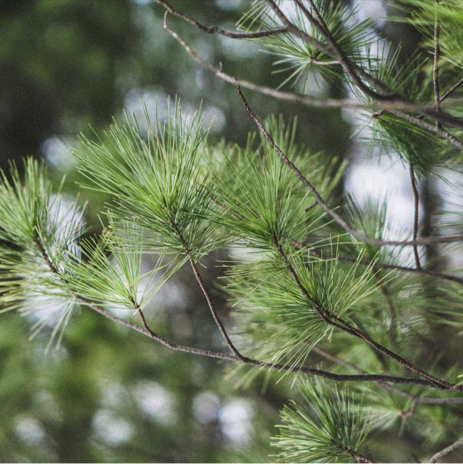 Canadian White Pine or Red Pine Needles (loose) From Northern Ontario ...