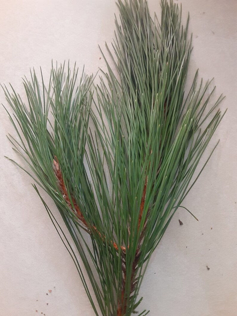 Canadian White Pine or Red Pine Needles (loose) From Northern Ontario ...