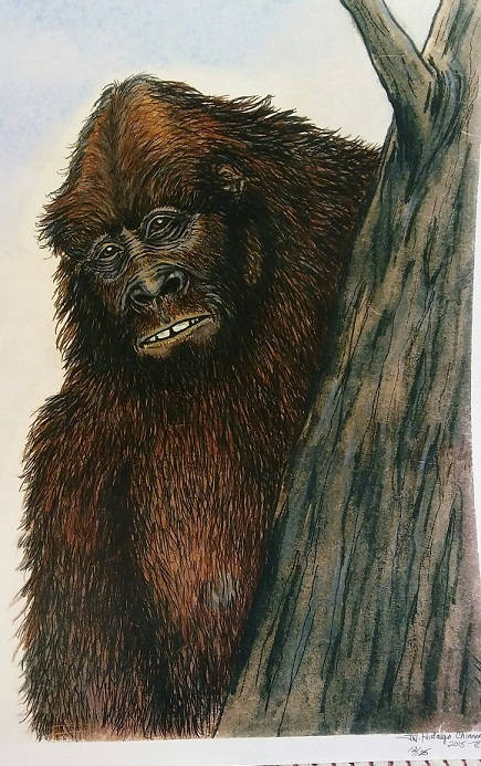 Sasquatch Drawing Titled - 'the Peeker' - Etsy