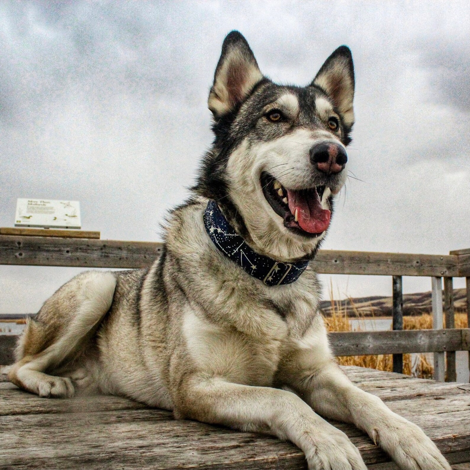 Orion Dog Collar Glow in the Dark Navy Blue Constellations - Etsy