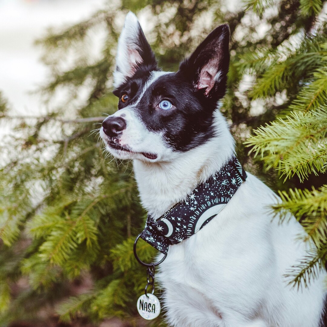 Glow Worm Dog Collar, Glow in the Dark, Space, Moon, Galaxy, Classic ...