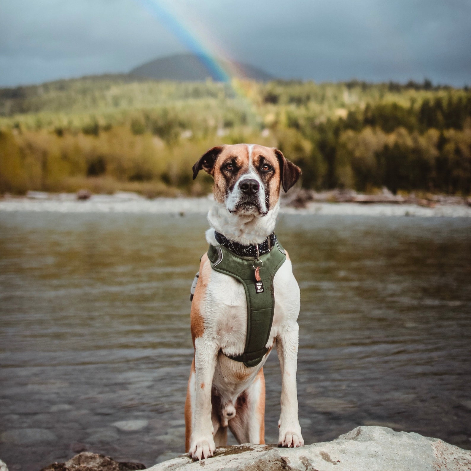 Orion Dog Collar Glow in the Dark Navy Blue Constellations - Etsy
