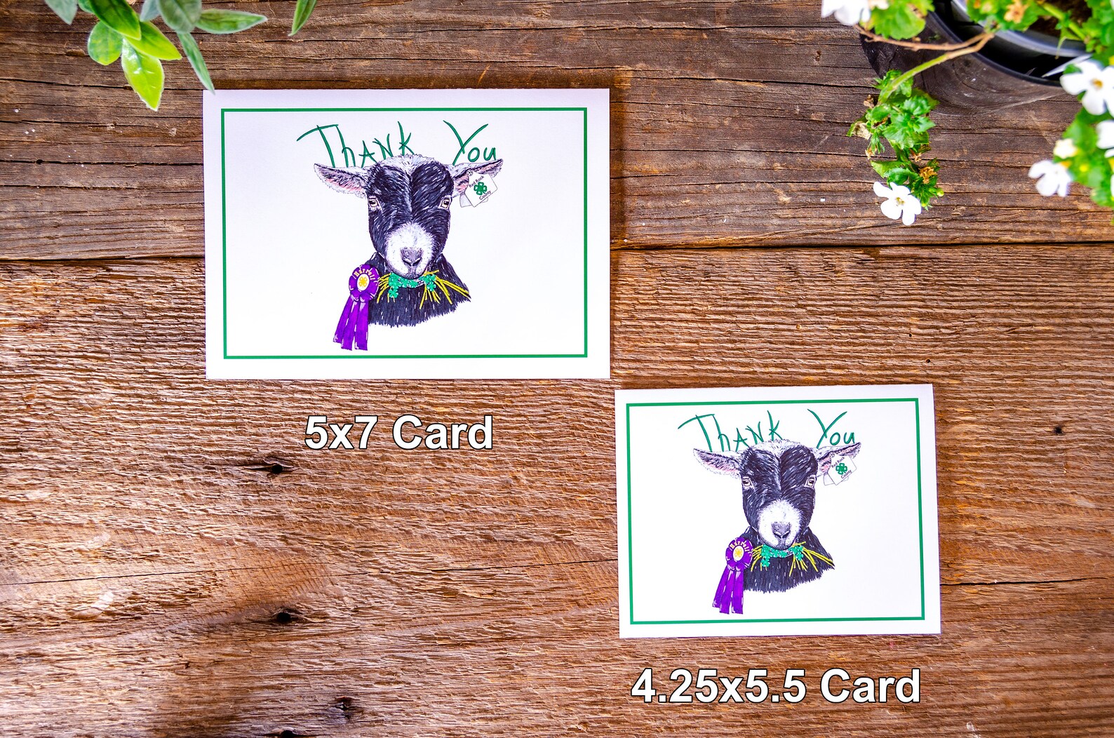 4-H Agouti Pygmy Goat Personalized Thank You Cards C118 - Etsy Australia