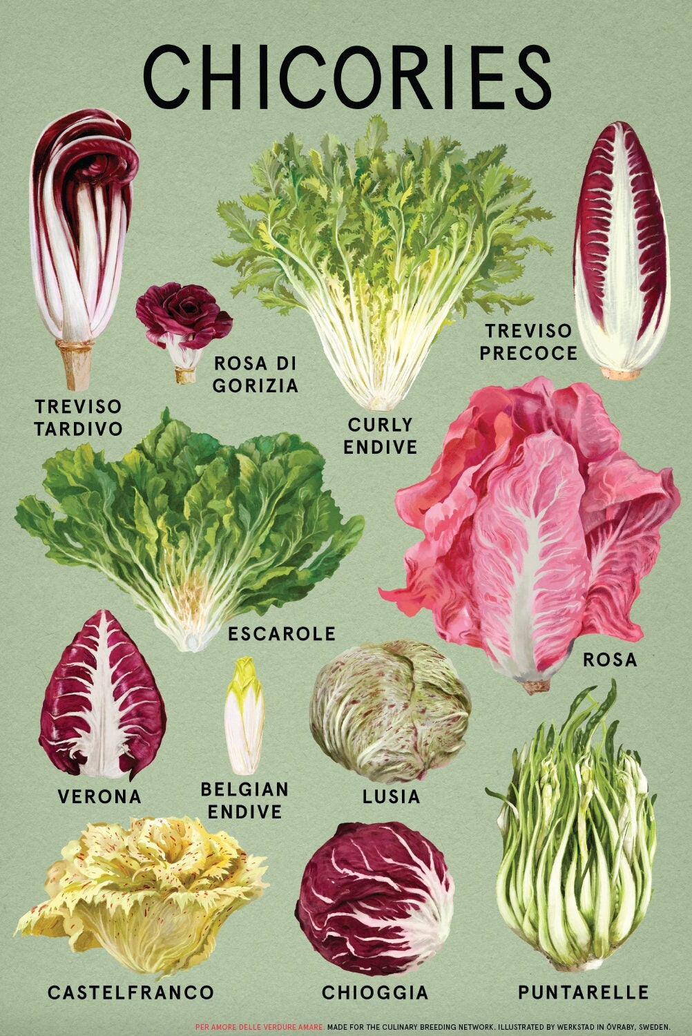 Chicories Poster - Etsy