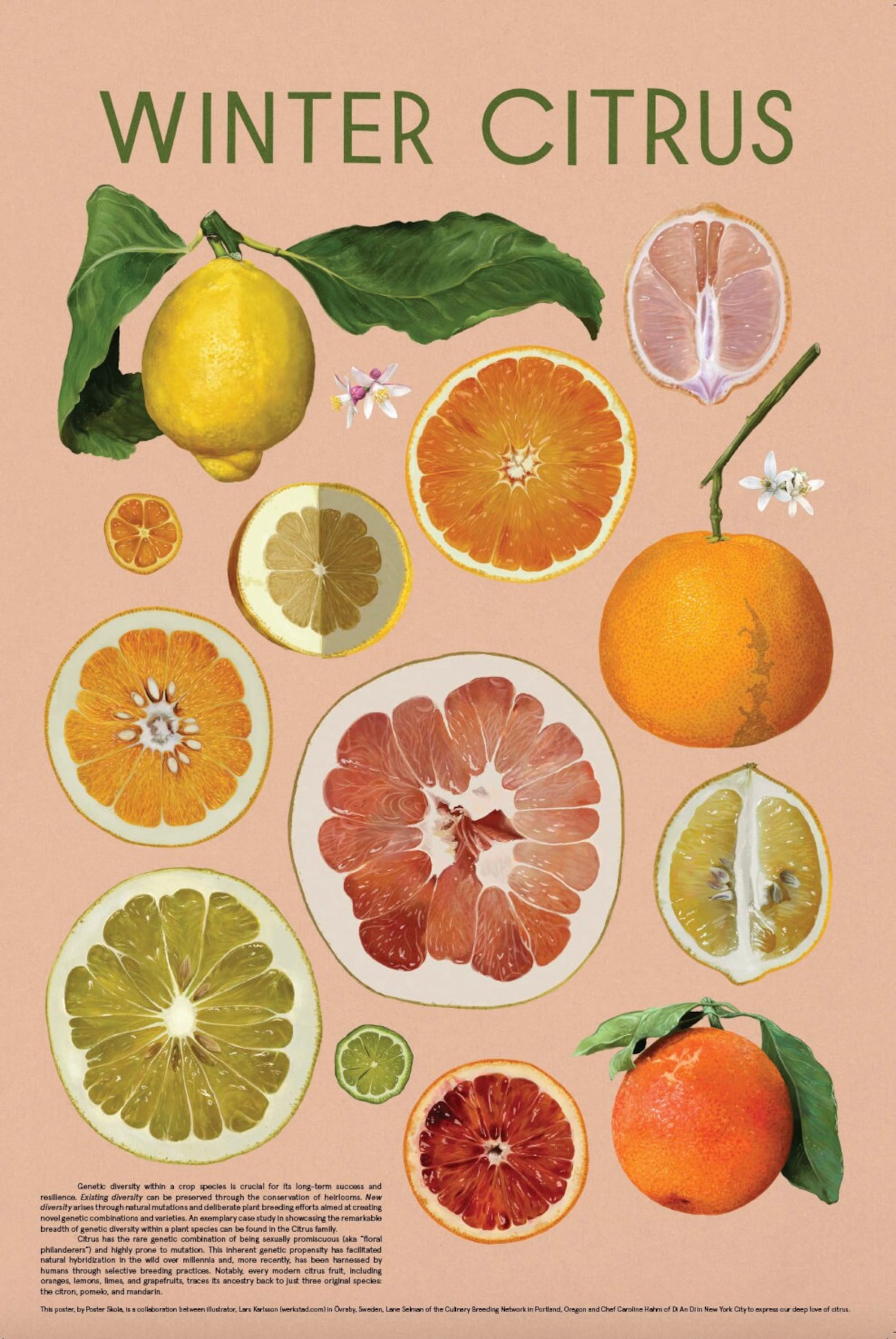 Winter Citrus Poster - Etsy