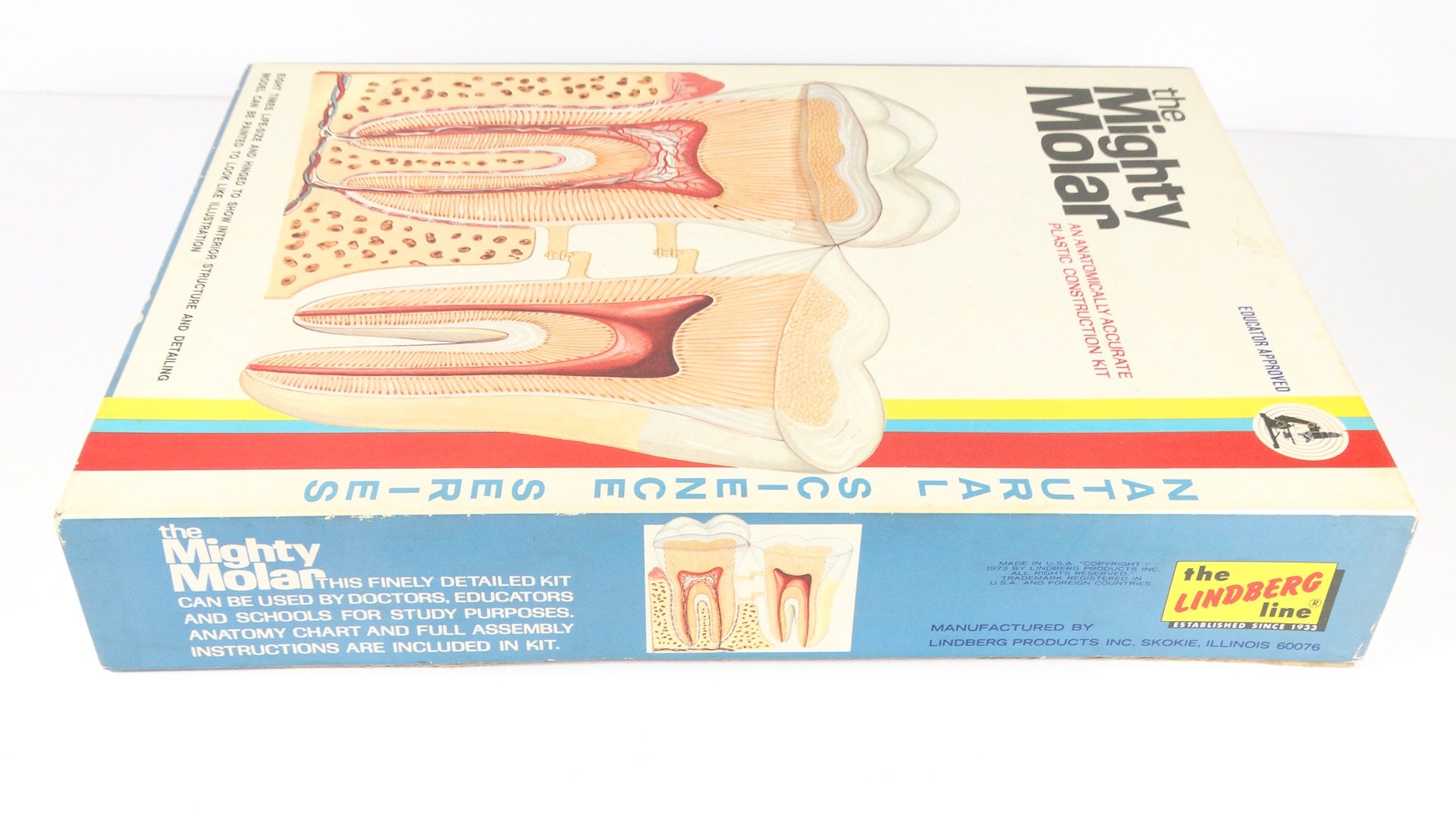 1974 Mighty Molar Tooth Construction Kit Lindberg Molar Model Dentist ...