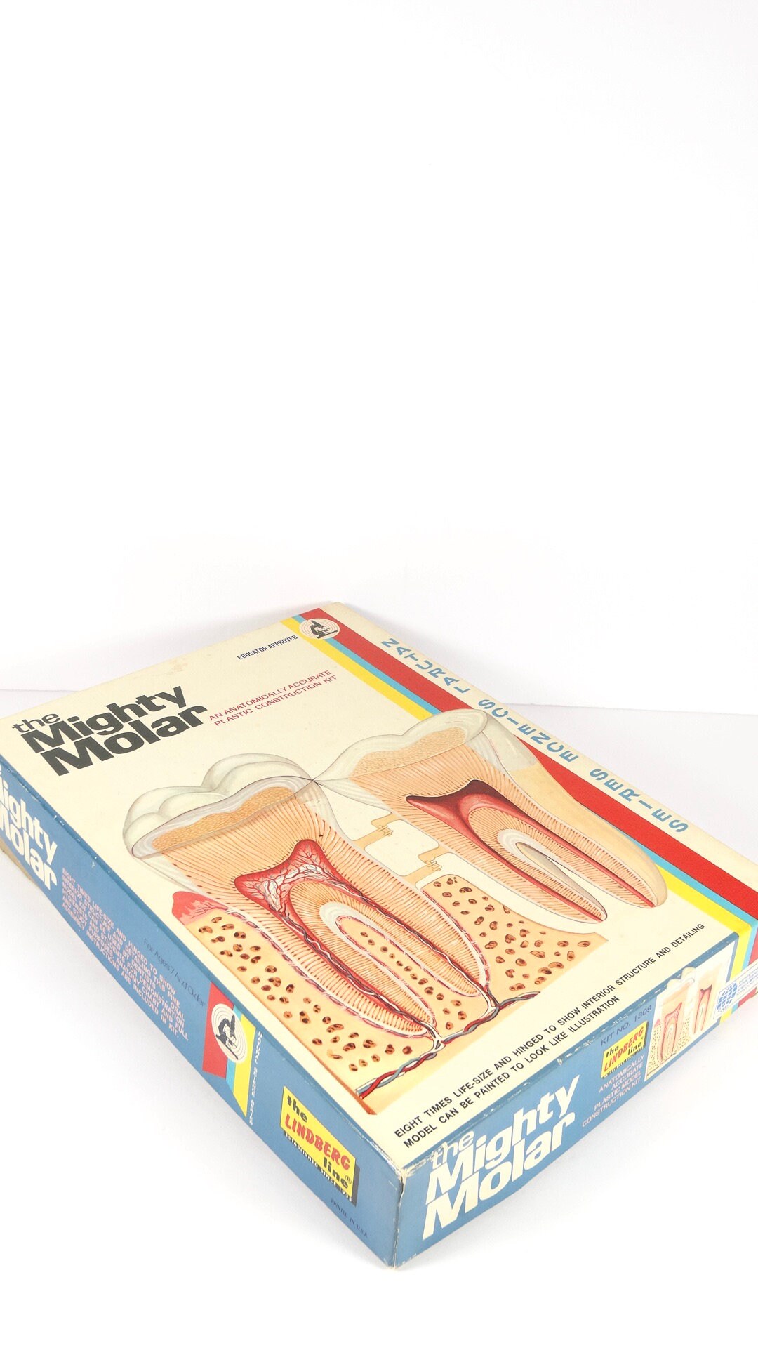 1974 Mighty Molar Tooth Construction Kit Lindberg Molar Model Dentist ...