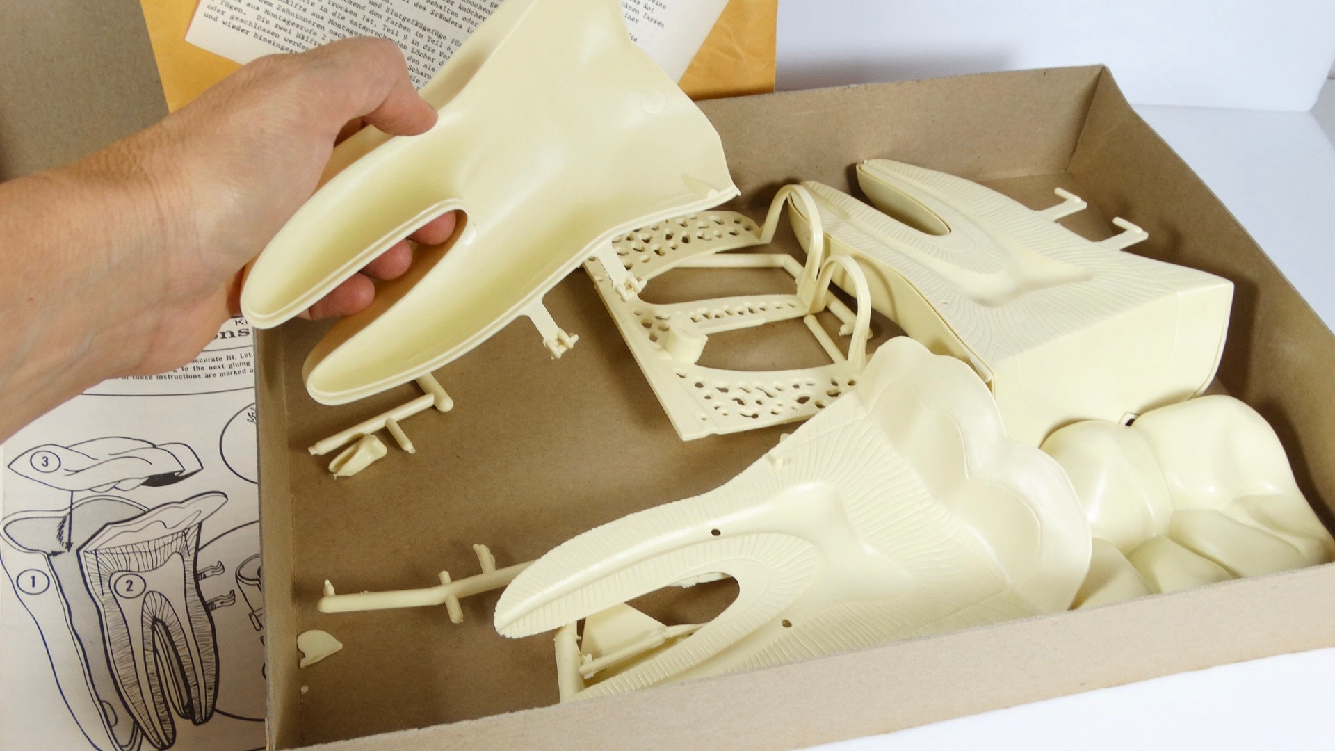 1974 Mighty Molar Tooth Construction Kit Lindberg Molar Model Dentist ...