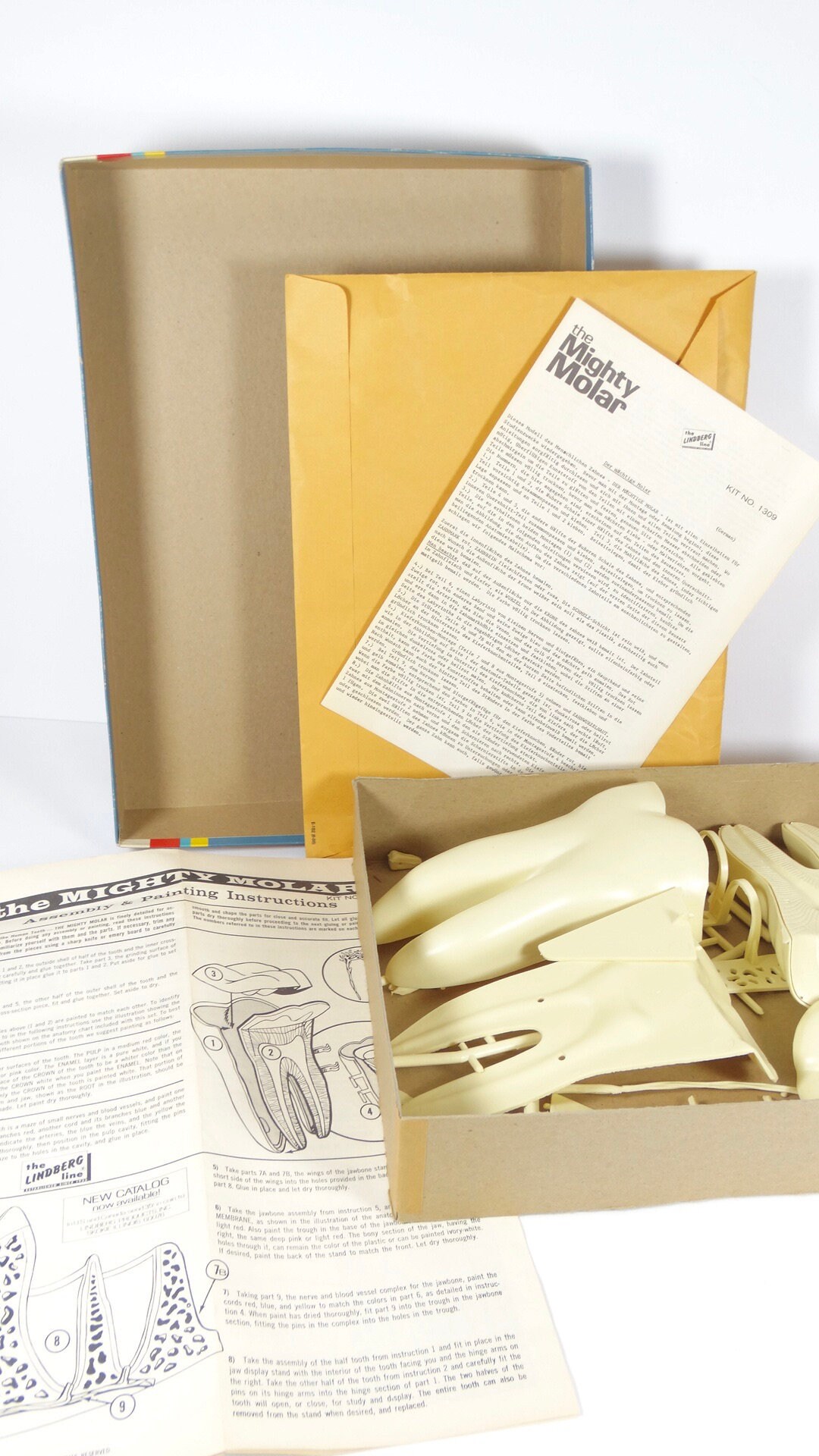 1974 Mighty Molar Tooth Construction Kit Lindberg Molar Model Dentist ...