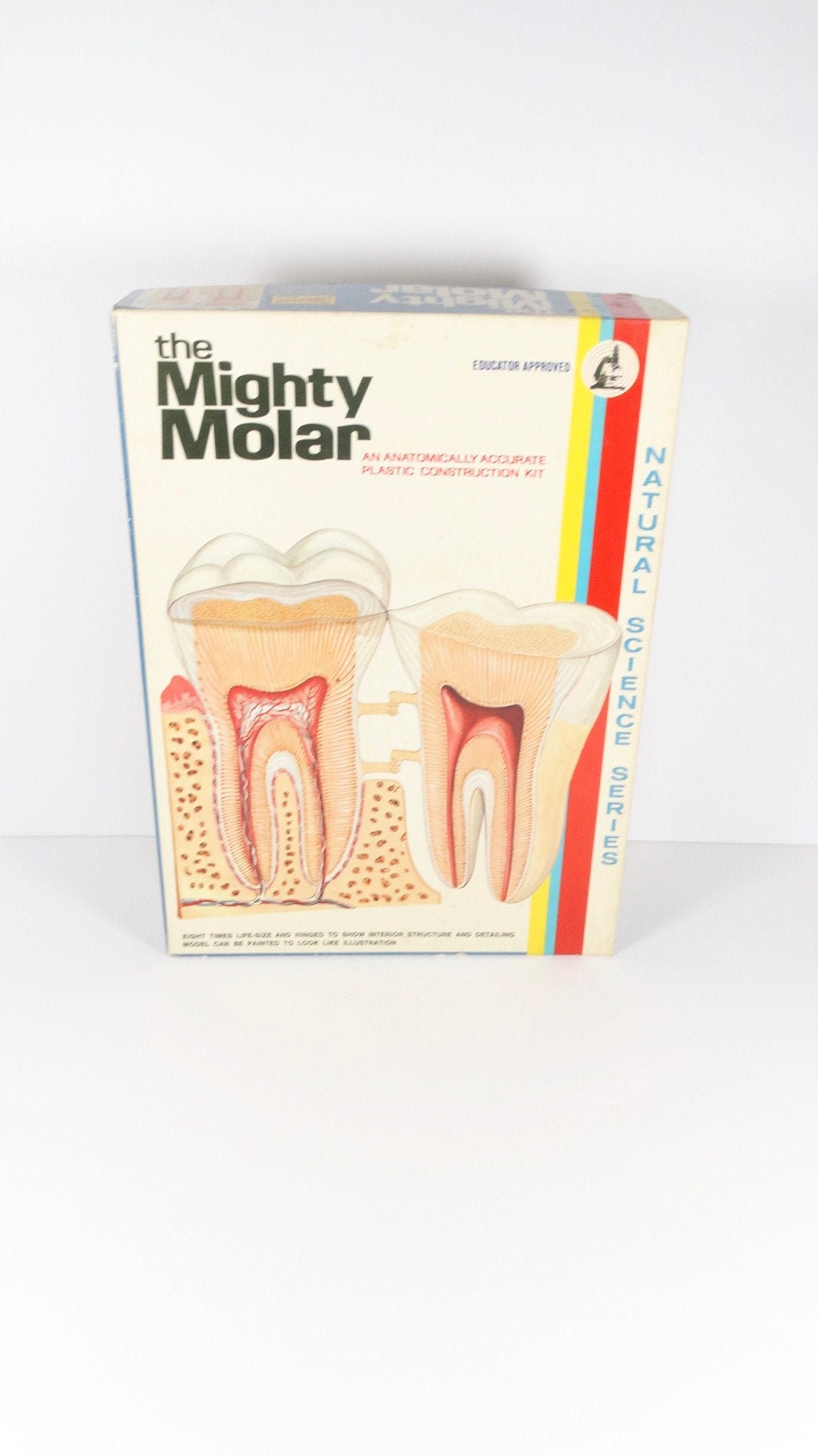 1974 Mighty Molar Tooth Construction Kit Lindberg Molar Model Dentist ...