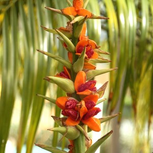 NAUPAKA KAHAKAI FLOWER ~ Pure Perfume Rollerball: Alcohol Free - Women ...