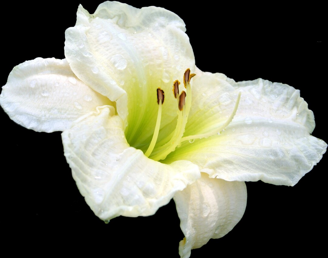 WHITE LILY & SANTAL ~ Pure Perfume Rollerball: Alcohol Free - Women ...