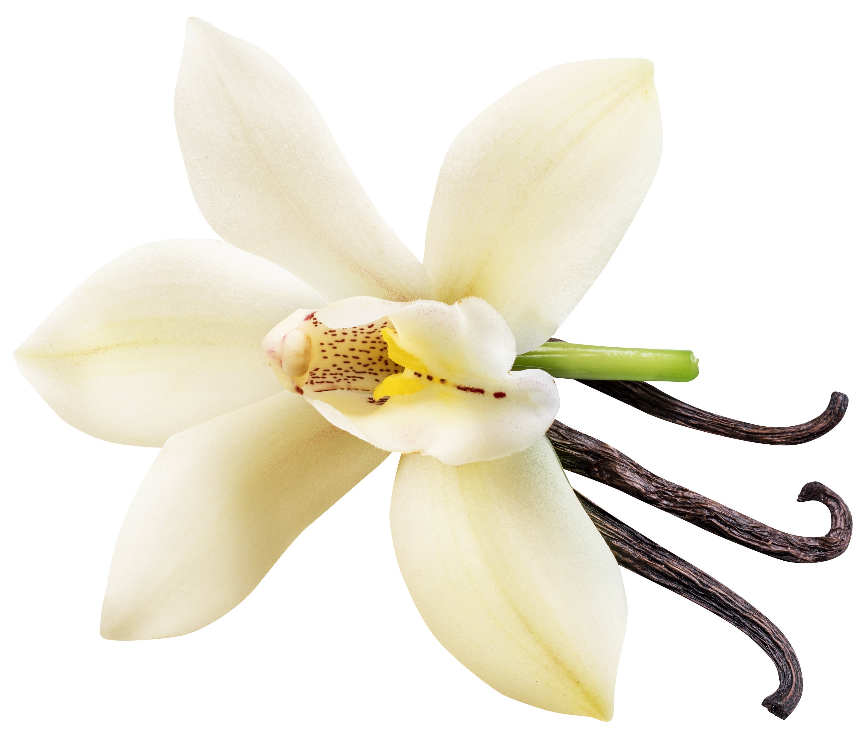 Rose, Musk and Vanilla ~ Pure Perfume Rollerball: Alcohol Free - Women ...
