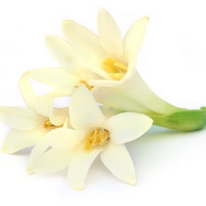 KAI PERFUME Kai Inspired White Flower Perfume Pure Perfume Rollerball ...