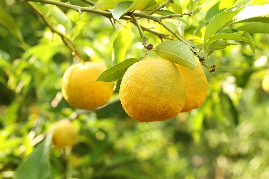 YUZU JAPANESE GRAPEFRUIT ~ Pure Perfume Rollerball: Alcohol Free ...