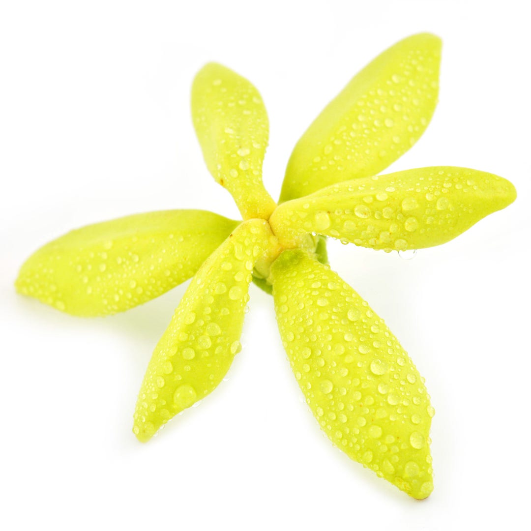 NAUPAKA KAHAKAI FLOWER ~ Pure Perfume Rollerball: Alcohol Free - Women ...