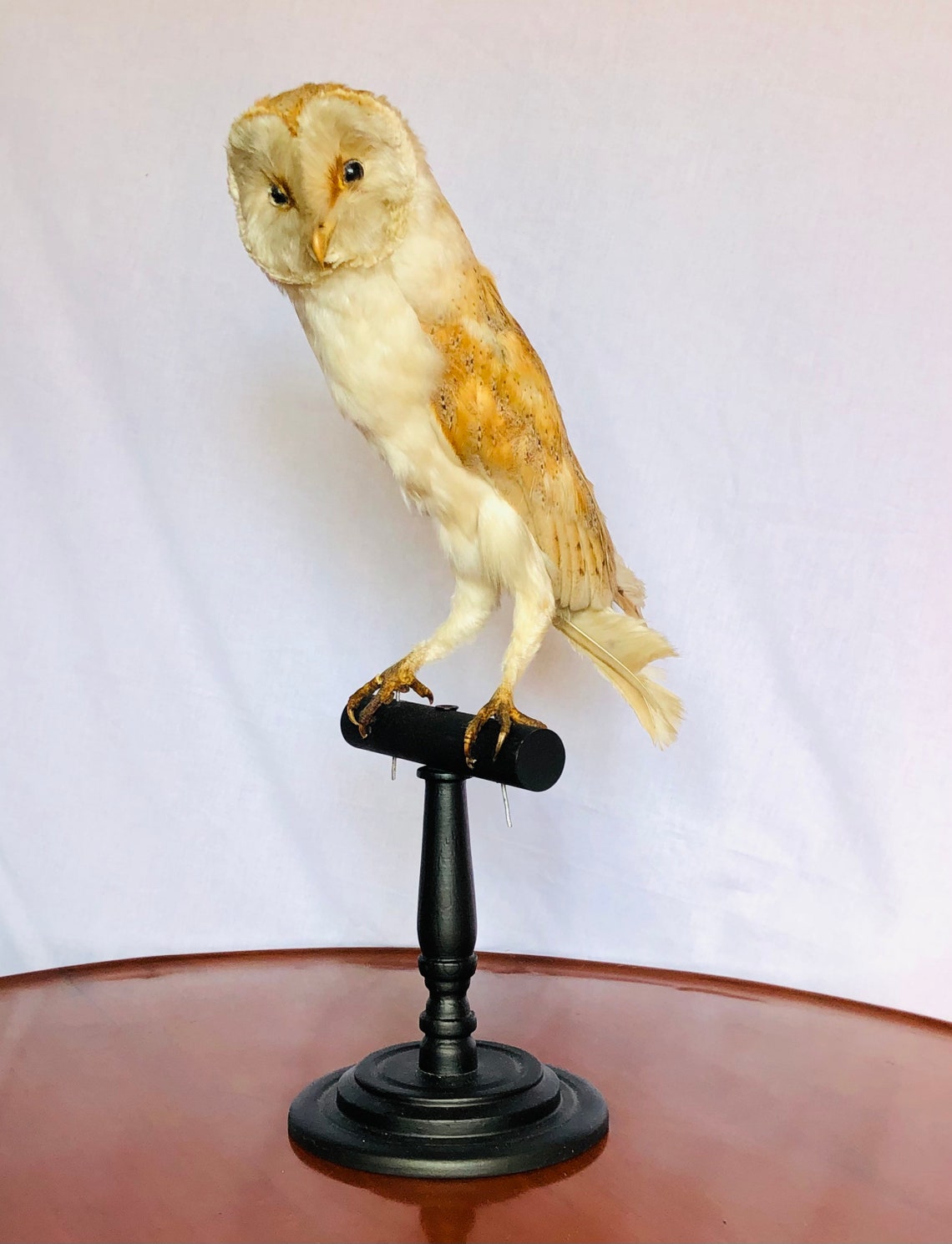 An Antique Barn Owl Taxidermy / Stuffed Bird / Natural History - Etsy