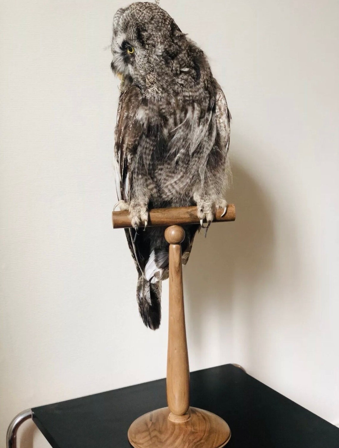 GReat Grey Owl Taxidermy Stuffed Naturalisé Empaillé. | Etsy