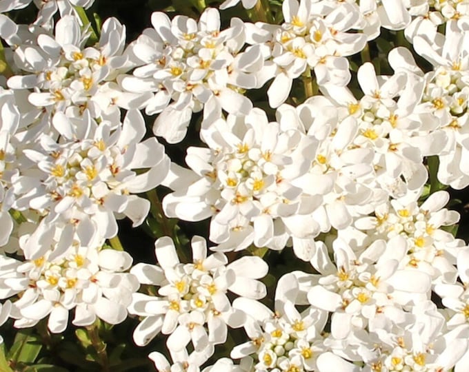 Evergreen Candytuft -iberis Sempervirens - White Flowers Ground Cover ...