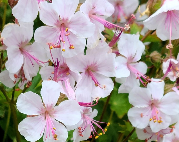 Three (3) Geranium Biokovo - Pink Cranesbill - Hardy Perennial Plants ...