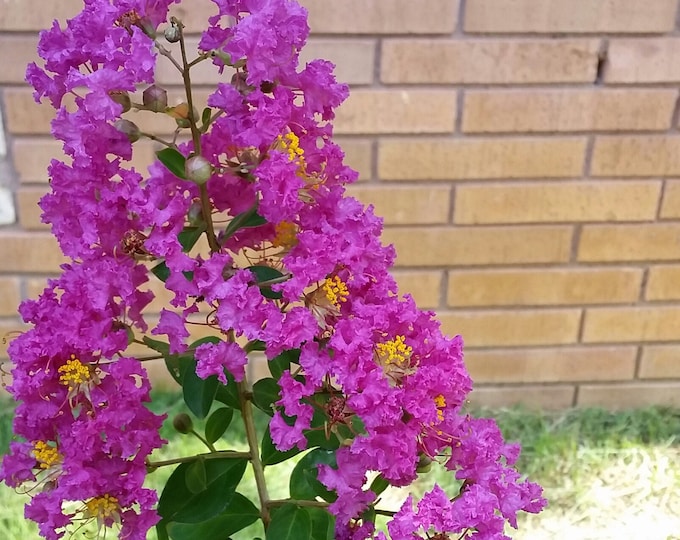 Seductive Purple Crepe Myrtle Tree 2gal-sized Live Plant Gift ...