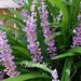 9 Liriope Plants: Lily Turf Monkey Grass, Easy Grow Perennial ...