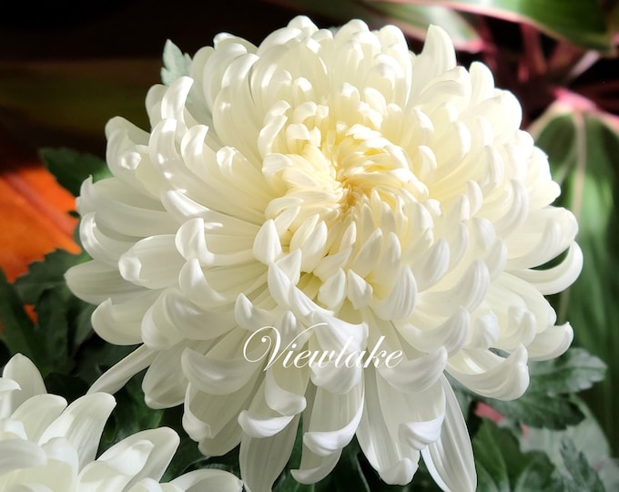 Snowball Chrysanthemum Plants for Magnificent Large White Flowers ...