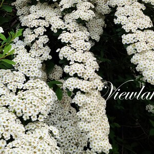 Reeves Spirea - Bridal Wreath Spirea - Summer White Flowers - Live ...