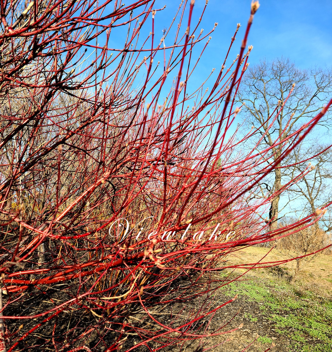 Red Stem Dogwood Bush: Striking Winter Interest, Fall Foliage - Etsy