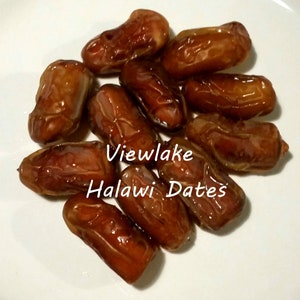 Fruit Date Palm Tree 'halawi' Seedling Live Fruit Tree Date Palm ...