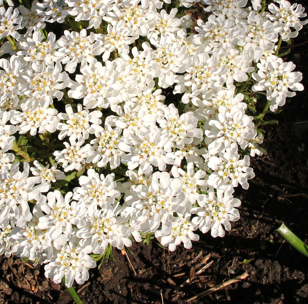 Evergreen Candytuft -iberis Sempervirens - White Flowers Ground Cover ...