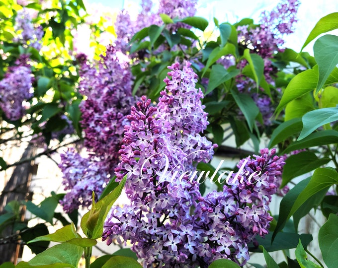 Common Purple Lilac Plant - Fragrant - Spring and Summer Bloom - Heat ...