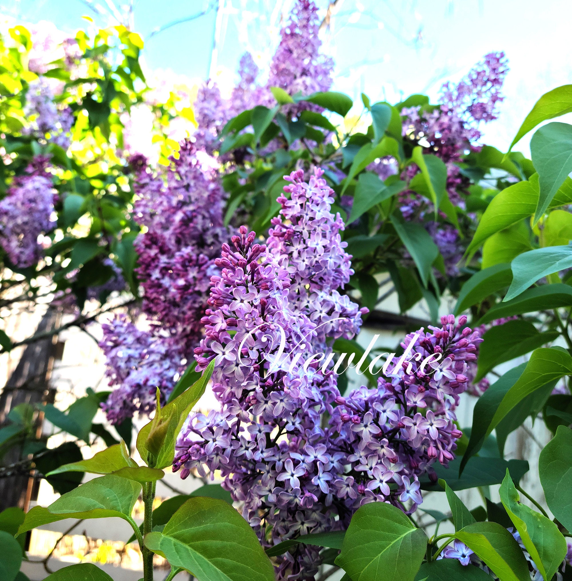 Common Purple Lilac Information