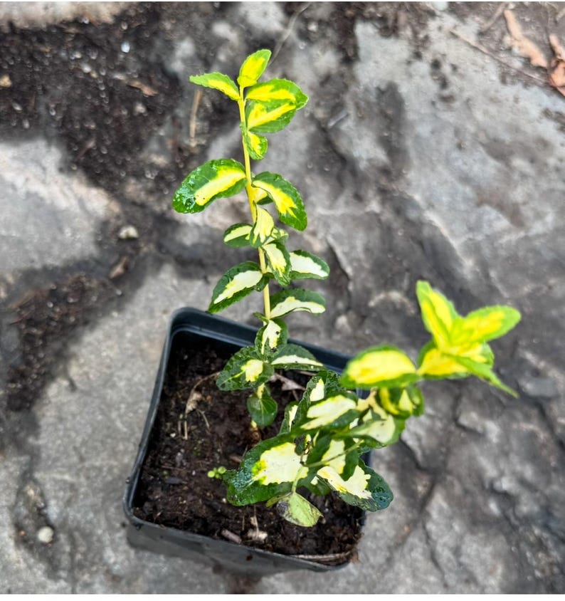 Euonymus Fortunei Moonshadow - Evergreen Bush - Live Plant - Etsy