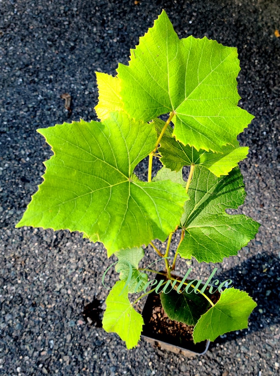 Concord Grape Plants
