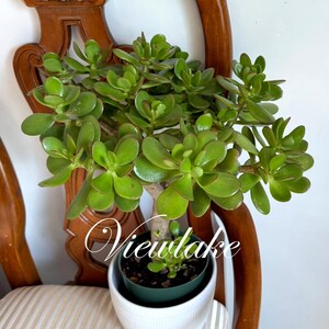 Jade Tree Plant With Big Leaves, Crassula Ovata, Lucky Money Tree - Etsy