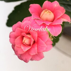 Pink Double Calandiva Kalanchoe Blossfeldiana Blooming Succulents Live ...