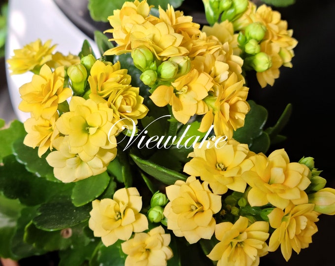 Calandiva GOLD DOUBLE Kalanchoe Blossfeldiana, Blooming Succulent, Live ...