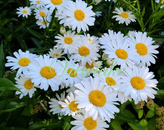 Becky Shasta Daisy Root/plant Classic Perennial Summer Fall | Etsy