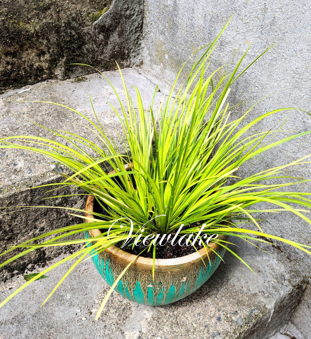 Variegated Sweet Flag Plant: Golden Perennial Grass - Etsy